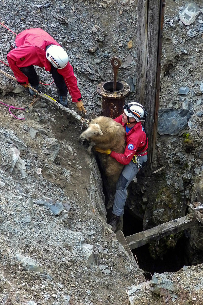 grough — Aberdyfi team rescues sheepish casualty from old mine shaft